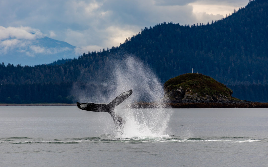 Humpback Whale Tour in Juneau, Alaska | Nashville Travel Photographer ...